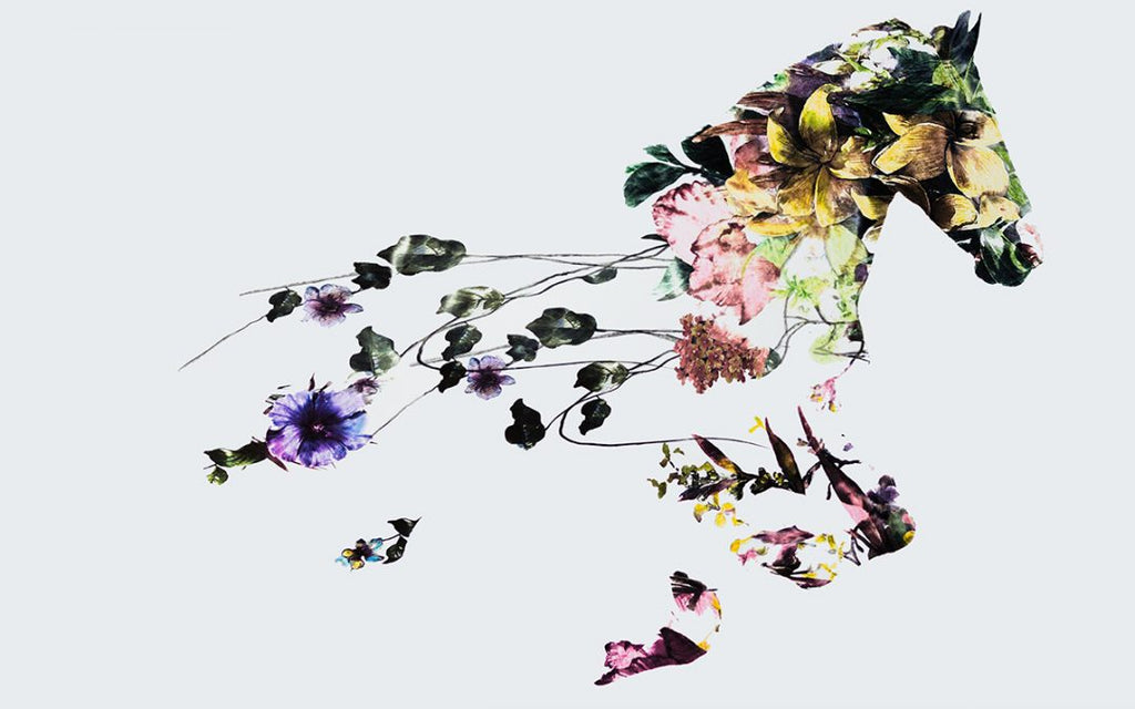 AS FEATURED IN: BANGOR CAMERA CLUB – EMILY HANCOCK – HORSE WHISPERS ...